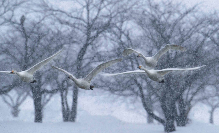 Japan 2019 Winter Wildlife Photo Expedition Workshop - Luminous Landscape