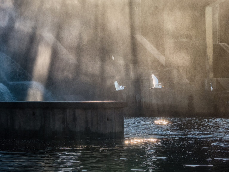 The Dam Birds - Luminous-Endowment Grant Winner - Luminous Landscape