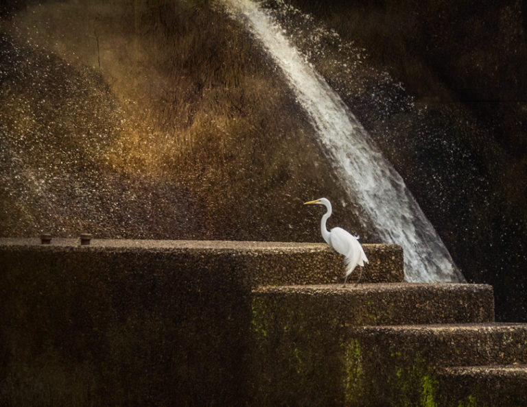 The Dam Birds - Luminous-Endowment Grant Winner - Luminous Landscape