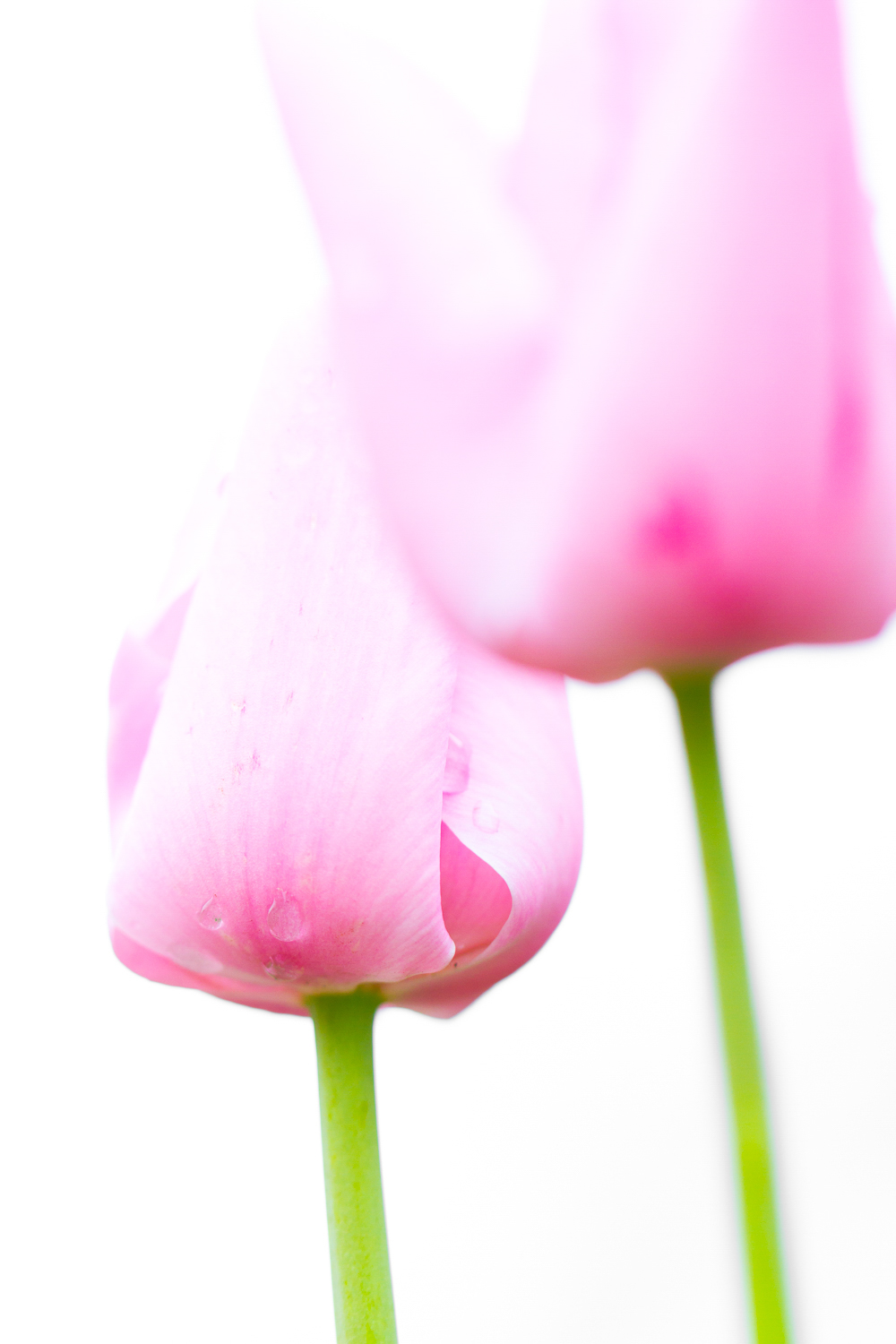 A Beginner's Guide to Composition in Macro Photography - Luminous Landscape