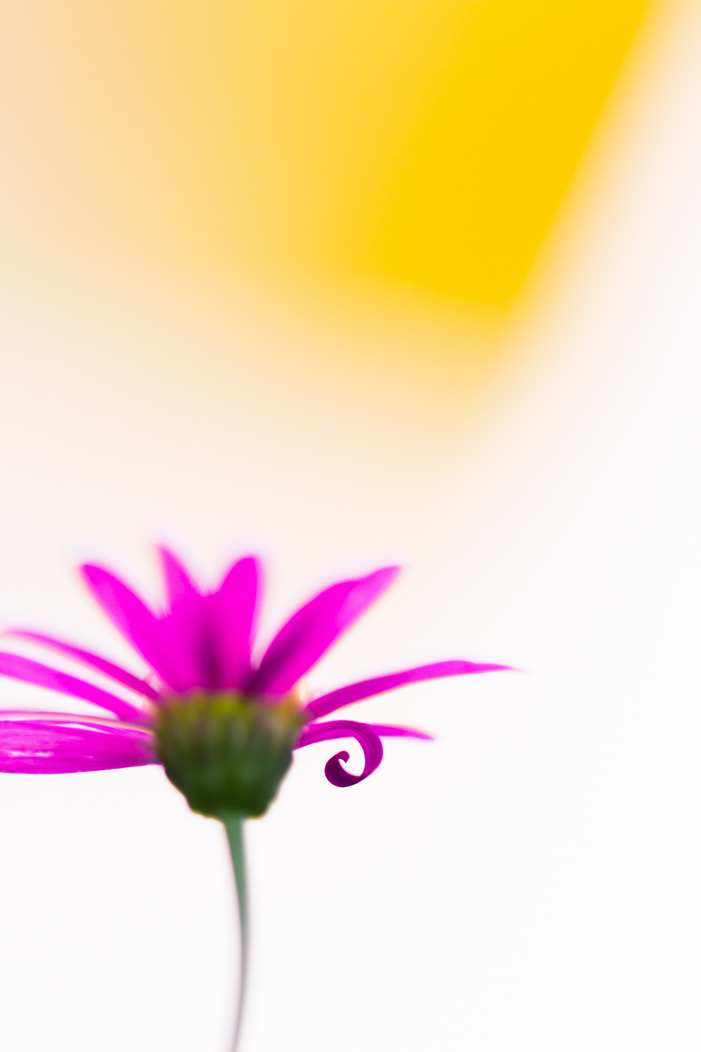 A Beginner's Guide to Composition in Macro Photography - Luminous Landscape