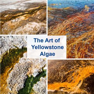 The Art of Yellowstone Algae - Luminous Landscape