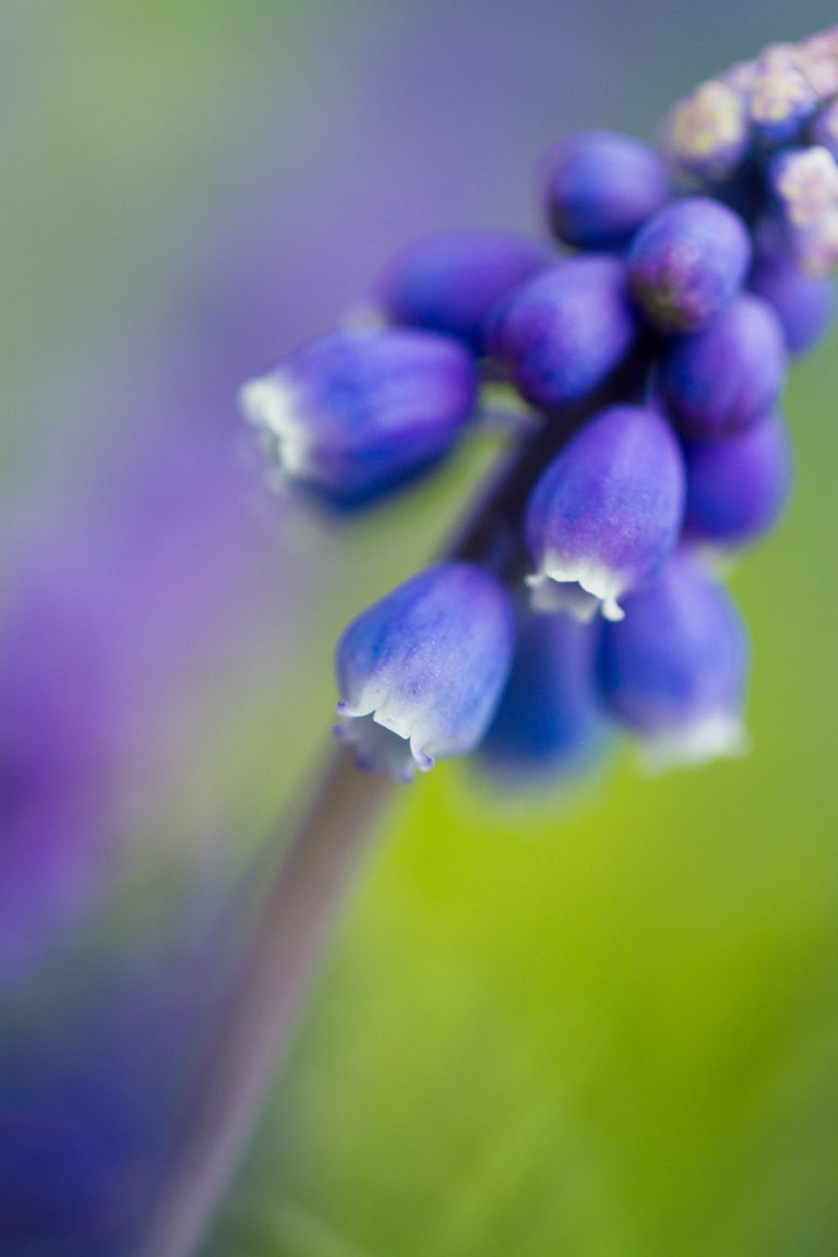 5 Tips for Incredible Soft-Focus Macro Photos - Luminous Landscape