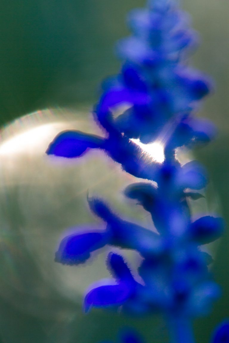 5 Tips for Incredible Soft-Focus Macro Photos - Luminous Landscape