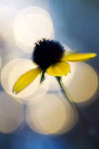5 Tips for Incredible Soft-Focus Macro Photos - Luminous Landscape