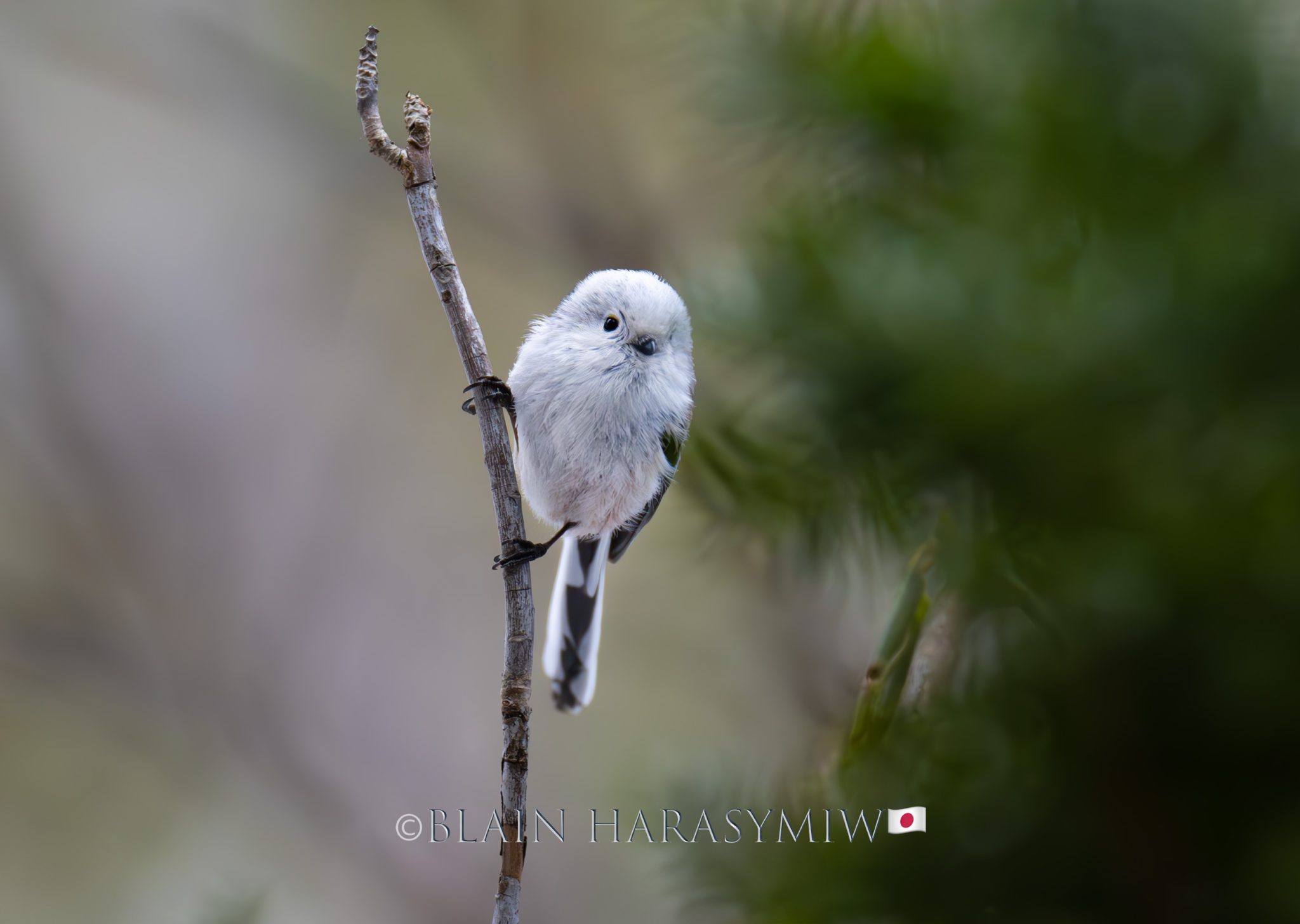 The Shima Enaga VS The Steller’s Sea Eagle - Luminous Landscape