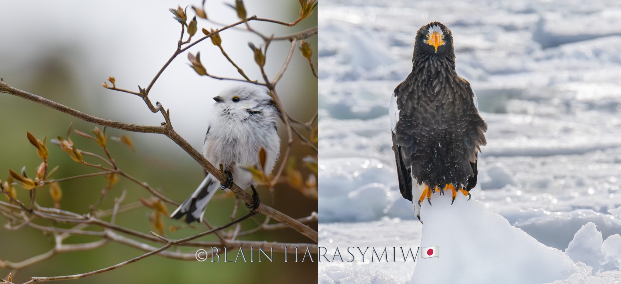 The Shima Enaga VS The Steller’s Sea Eagle - Luminous Landscape