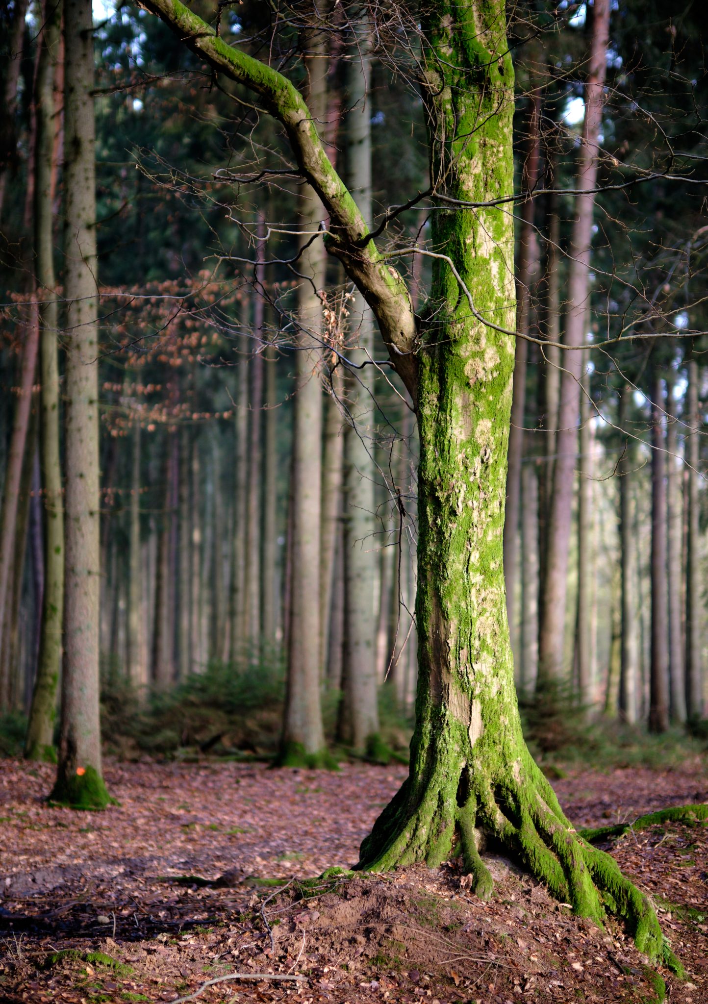 The Old Trees of The Sachsenwald - Luminous Landscape