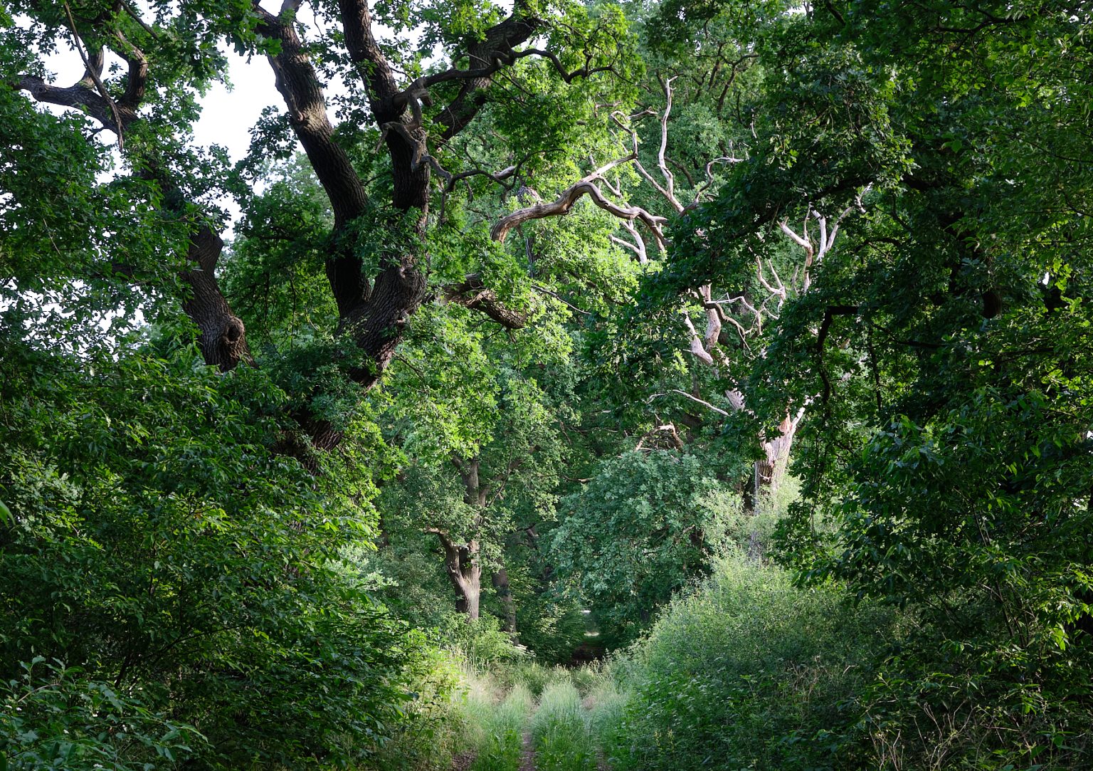 Genius Loci - Encounter the Spirit of Forest Sites - Luminous Landscape