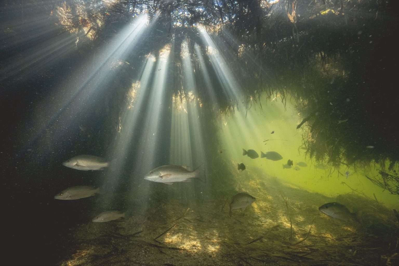 The Swamp Will Change You: A Conversation with Mac Stone - Luminous ...