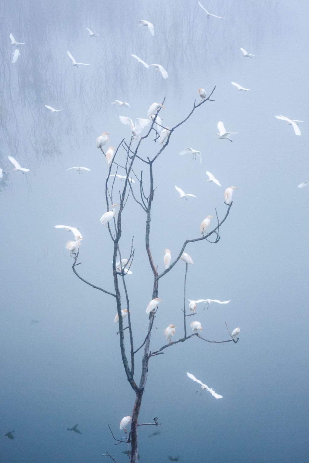 The Swamp Will Change You: A Conversation with Mac Stone - Luminous ...